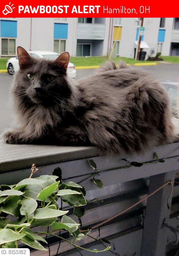 Hamilton, OH Lost Male Cat, Theodore Is Missing | PawBoost