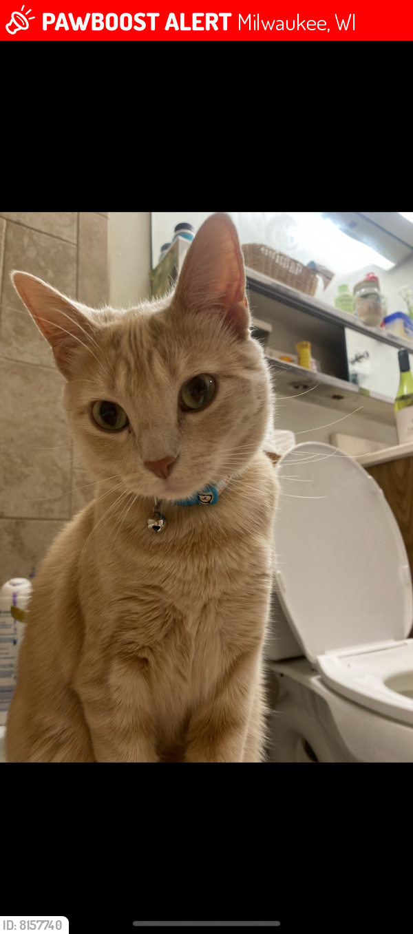 Milwaukee, WI Lost Female Cat, Moscato Is Missing | PawBoost