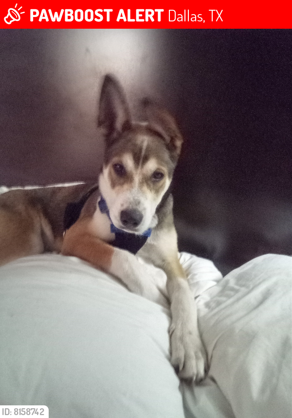 Dallas, TX Lost Male Dog, Rocky Is Missing | PawBoost