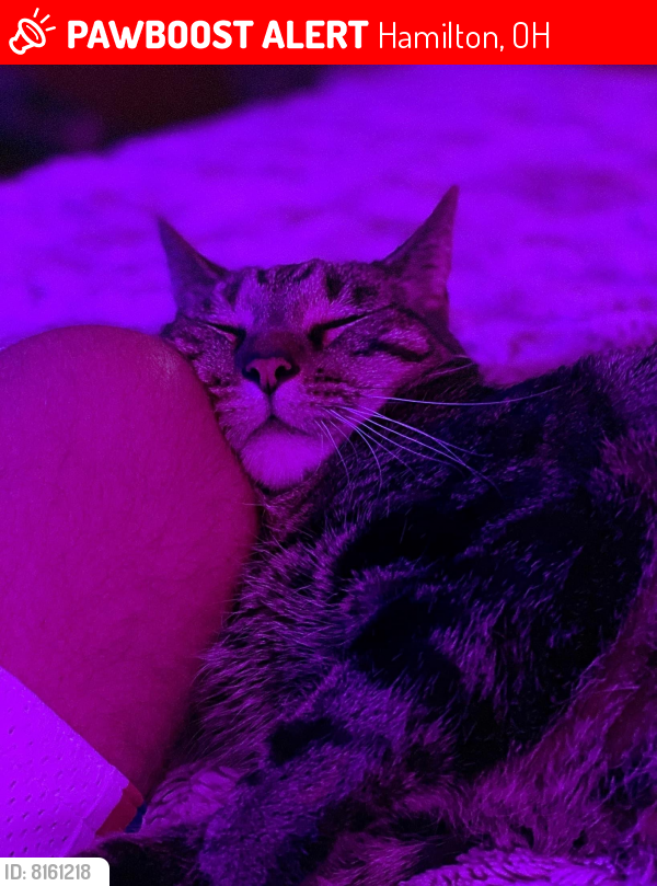 Hamilton, OH Lost Male Cat, Charlie Is Missing | PawBoost