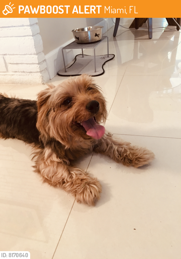 Found/Stray Male Dog in Miami, FL 33173 (ID: 8170640) | PawBoost