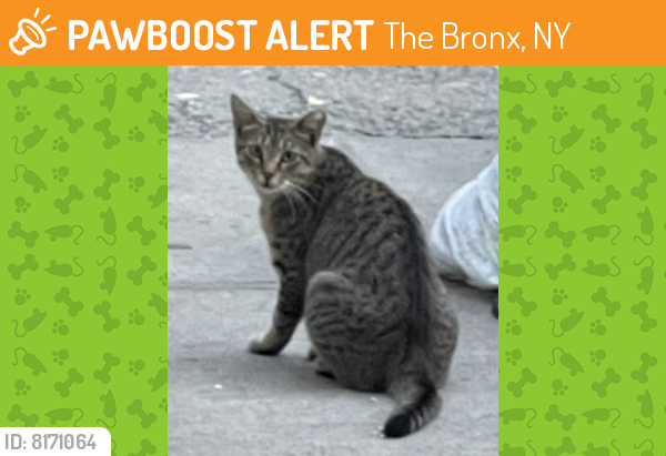 The Bronx, NY Stray Cat Found Near Near E 188th St (Belmont Ave & 188th ...
