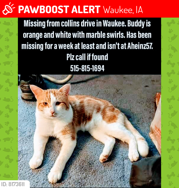 Waukee, IA Lost Male Cat, Buddy Is Missing | PawBoost