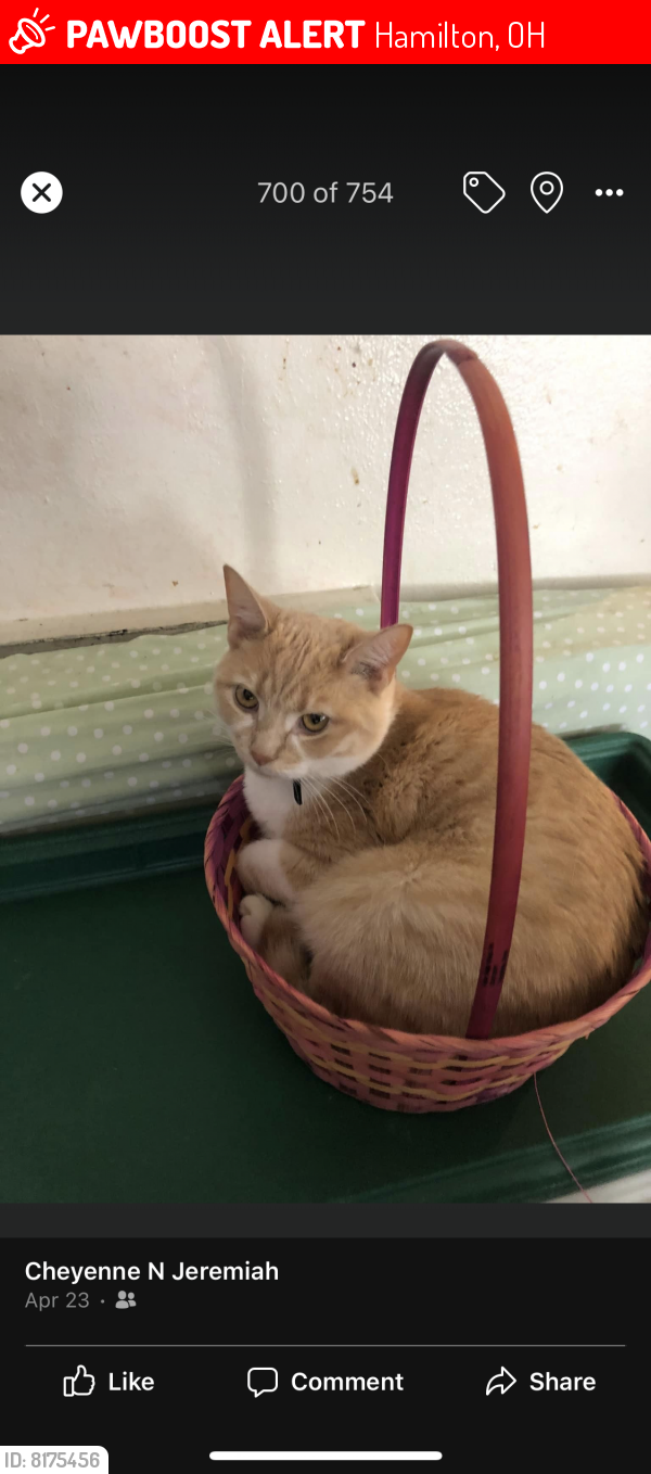 Hamilton, OH Lost Male Cat, Prince Is Missing | PawBoost