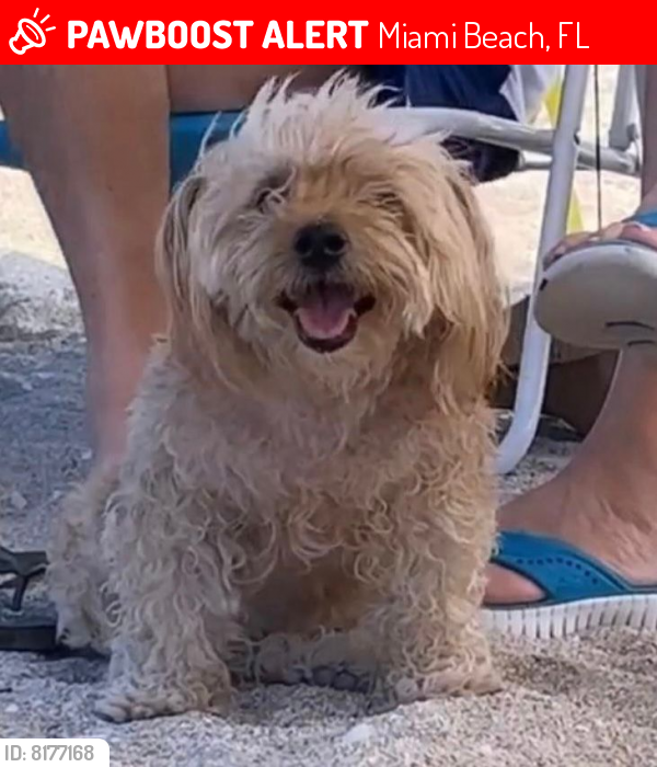 Lost Female Dog in Miami Beach, FL 33154 Named Sofia (ID: 8177168 ...