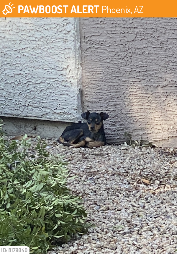 Phoenix, AZ Stray Female Dog Found Near 12th Street & Bell Rd | PawBoost