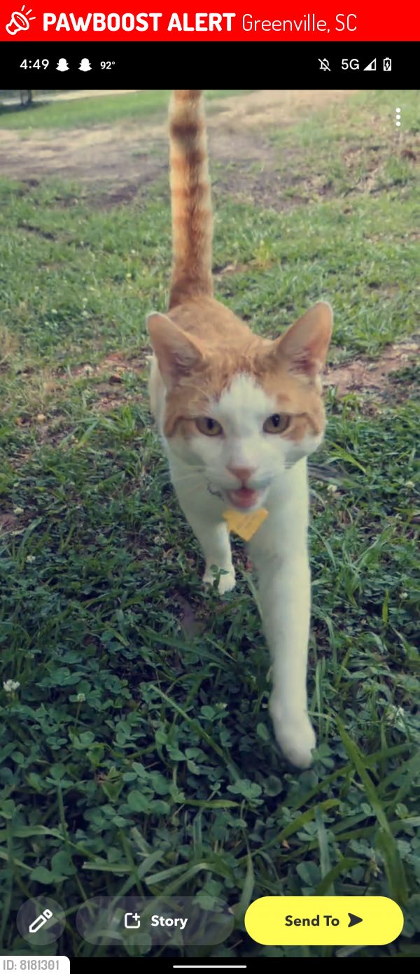 Greenville, SC Lost Male Cat, Paolo Is Missing | PawBoost