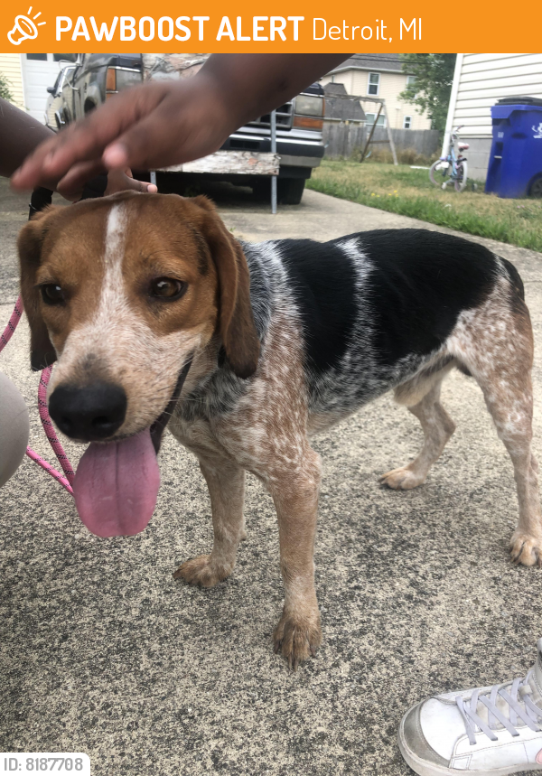Found/Stray Male Dog in Detroit, MI 48224 (ID: 8187708) | PawBoost
