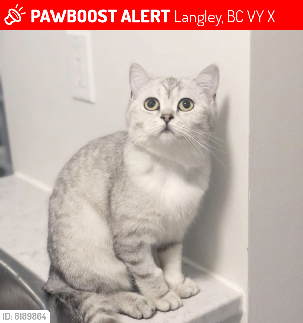 Langley, BC Lost Female Cat, Frankie Is Missing | PawBoost