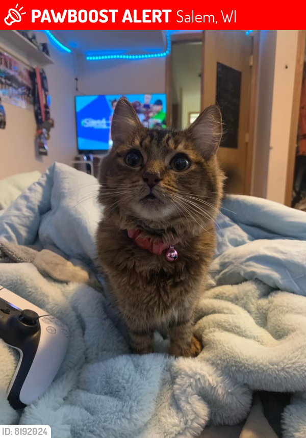 Salem, WI Lost Female Cat, Lola Is Missing | PawBoost
