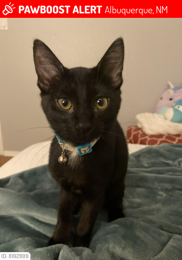 Albuquerque, NM Lost Male Cat, Sage Is Missing | PawBoost