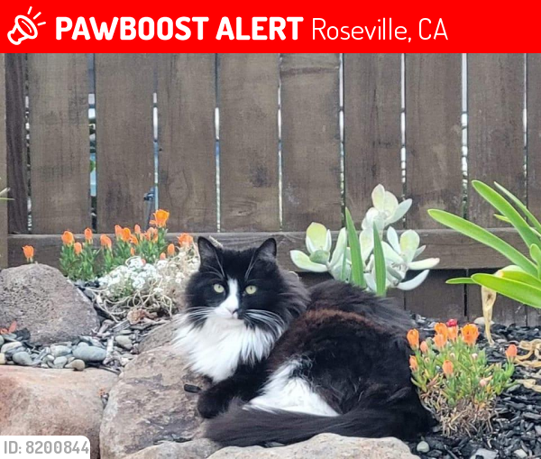 Roseville, CA Lost Female Cat, Oreo Is Missing | PawBoost
