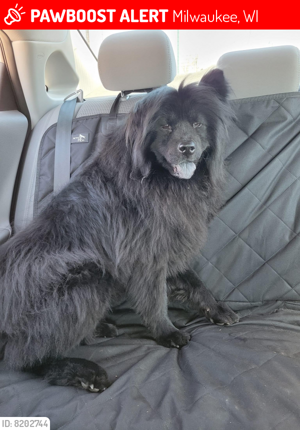 Milwaukee, WI Lost Female Dog, Violet Is Missing | PawBoost