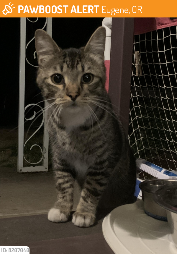 Eugene, OR Stray Cat Found Near Hackamore &Roundup | PawBoost