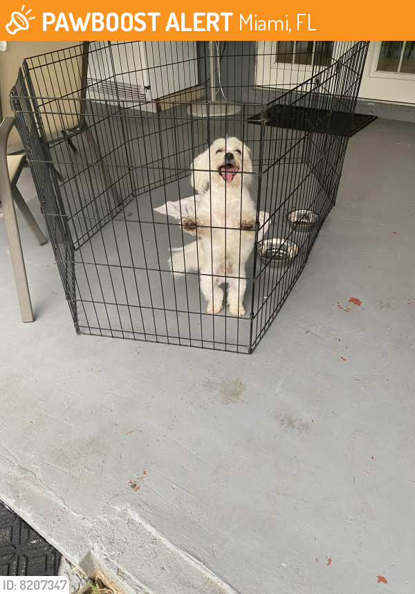 Miami, FL Stray Male Dog Found Near Near SW 99 Th Ct Miami Fl 33157 ...