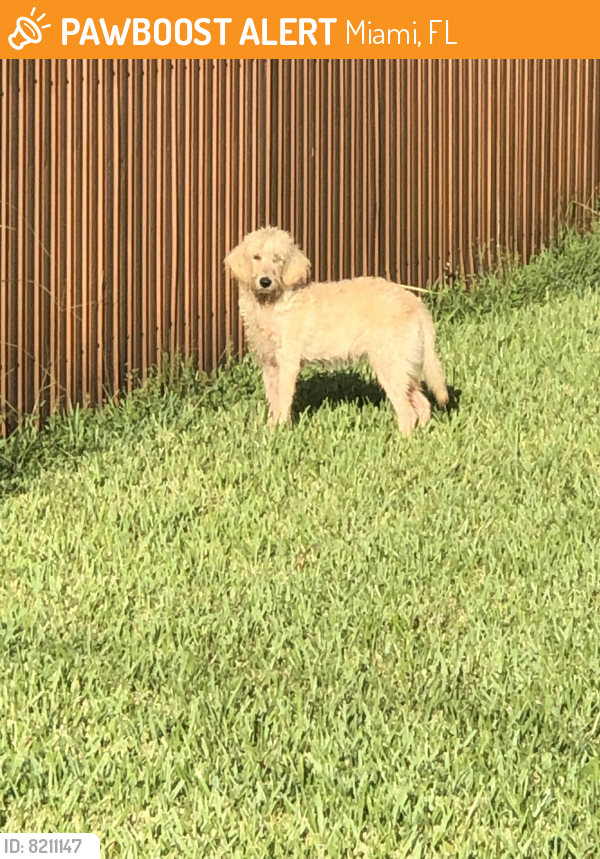 Found Stray Female Dog In Miami FL 33187 ID 8211147 PawBoost found-stray-female-dog-in-miami-fl-33187-id-8211147-pawboost