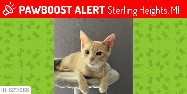 Sterling Heights, MI Lost Male Cat, Fili Is Missing | PawBoost