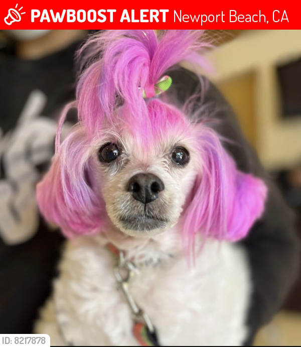 Newport Beach, CA Lost Female Dog, Pootie Is Missing | PawBoost