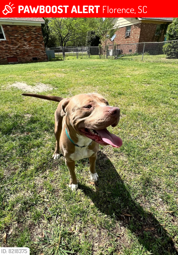 Florence, SC Lost Male Dog, Rex Is Missing | PawBoost