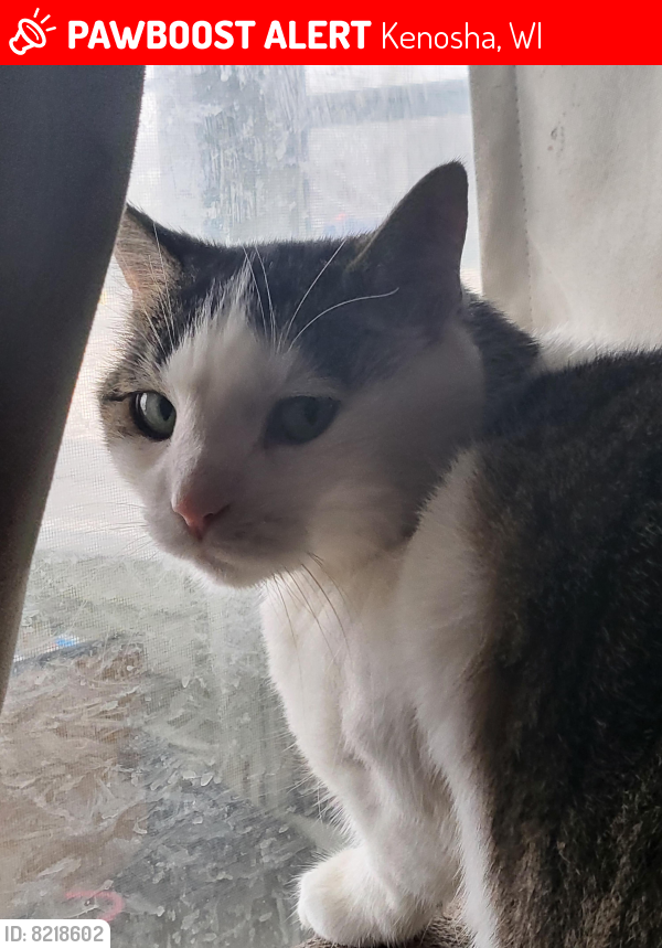 Kenosha, WI Lost Female Cat, Miss.jade Is Missing | PawBoost