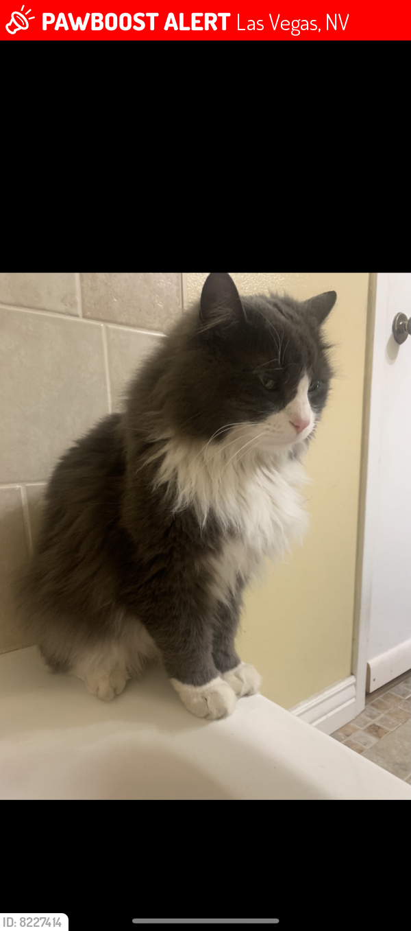 Las Vegas, NV Lost Male Cat, Misty Is Missing | PawBoost