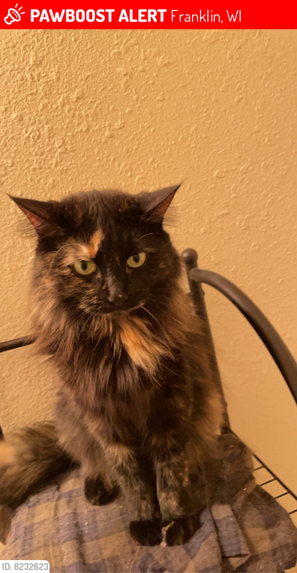 Franklin, WI Lost Female Cat, Nala Is Missing | PawBoost