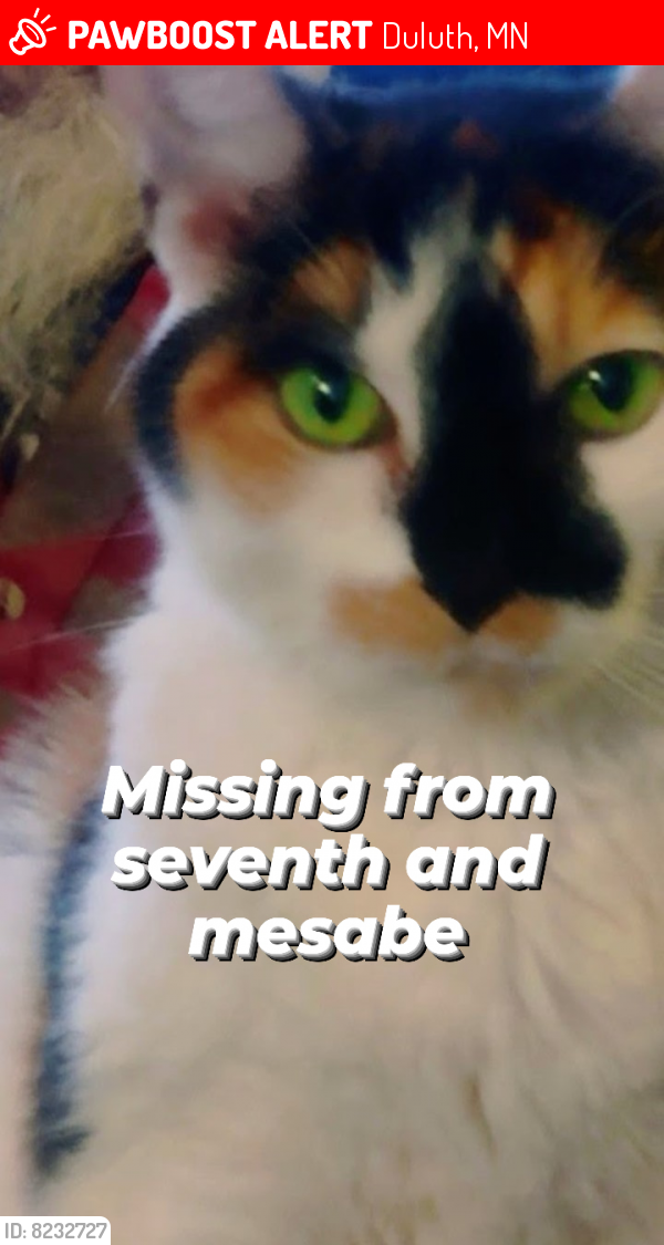 Duluth, MN Lost Female Cat, Missy Is Missing | PawBoost