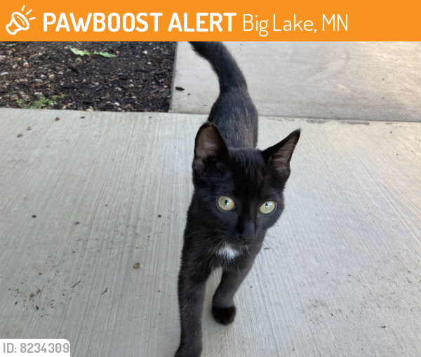 Big Lake, MN Stray Female Cat Found Near Cty rd 73 & Cty rd 82 | PawBoost