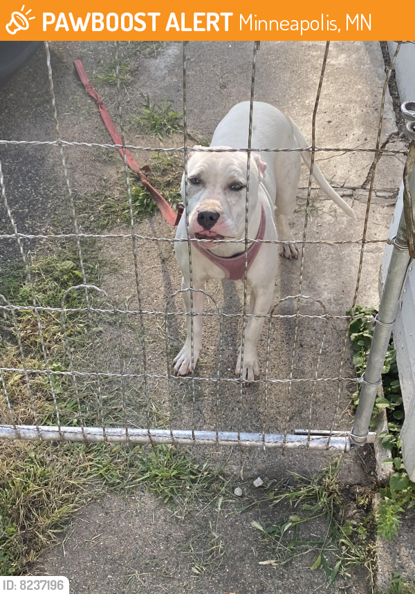 Found/Stray Dog in Minneapolis, MN 55406 (ID: 8237196) | PawBoost