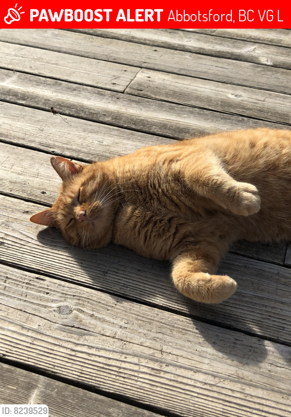 Abbotsford, BC Lost Male Cat, Ginger Is Missing | PawBoost