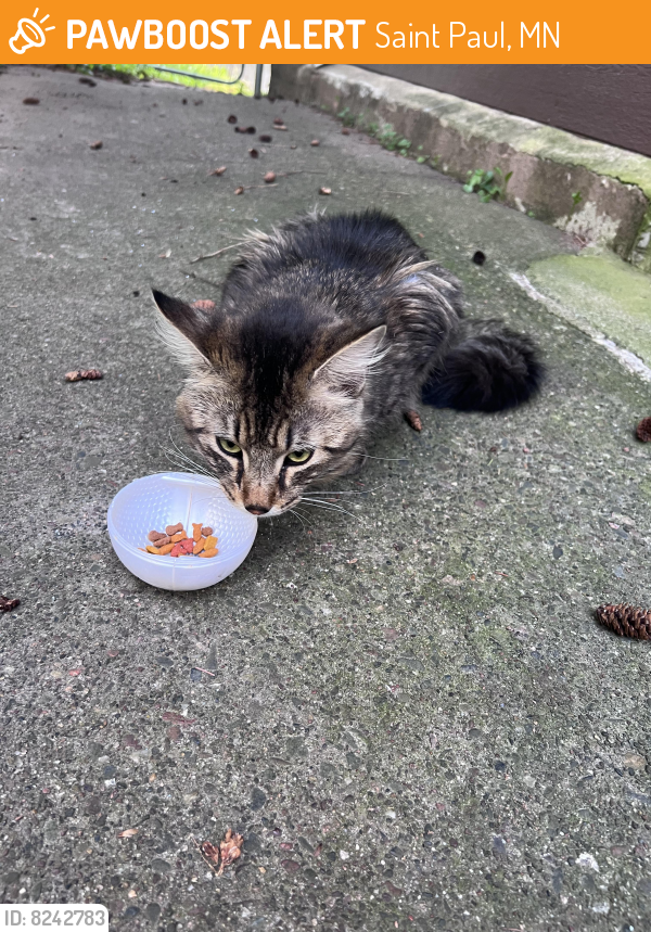 Found/Stray Cat in Saint Paul, MN 55106 (ID: 8242783) | PawBoost