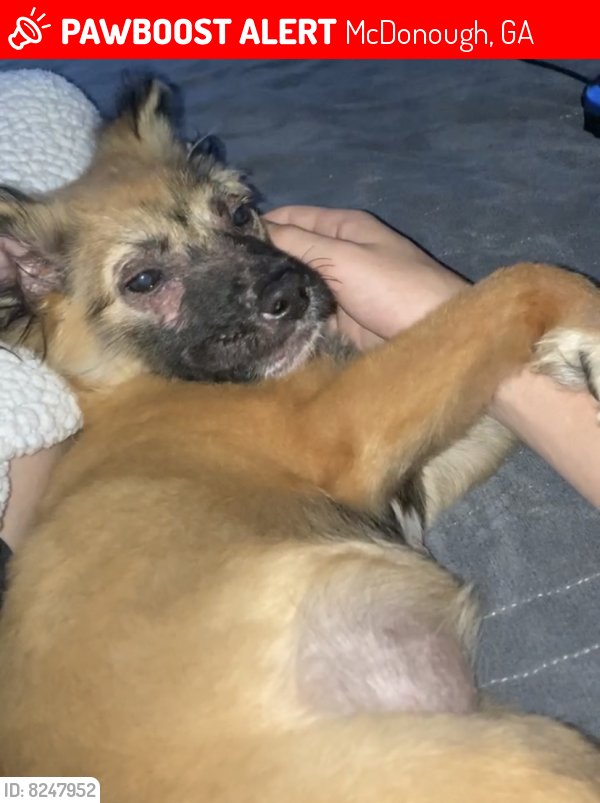 McDonough, GA Lost Female Dog, Athena Blue Is Missing | PawBoost