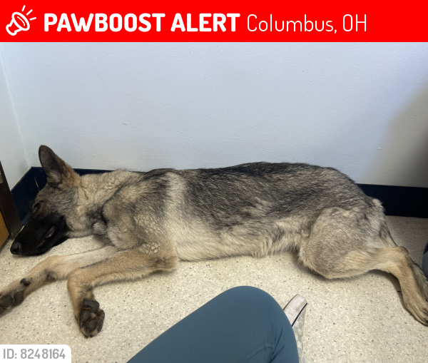 Columbus, OH Lost Female Dog, Dalila Is Missing | PawBoost