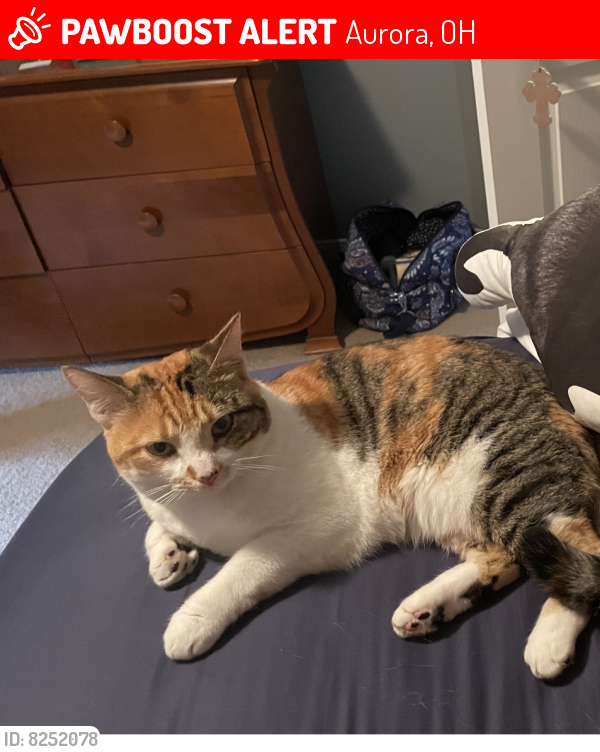 Aurora, OH Lost Female Cat, Kitter Is Missing | PawBoost