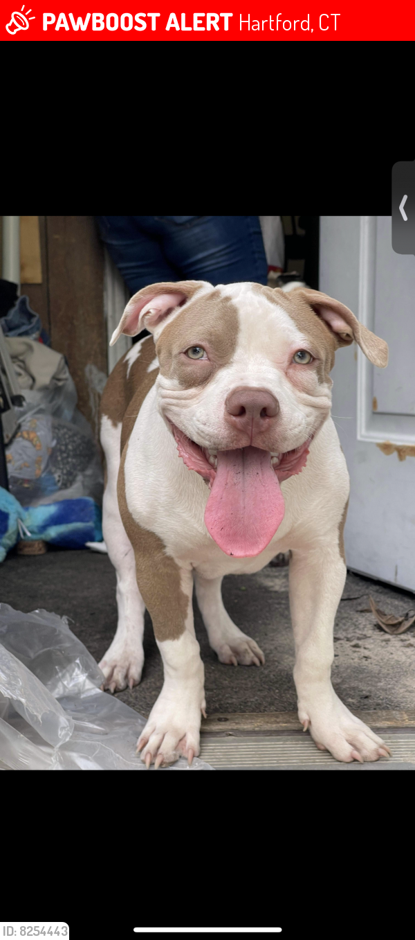 Lost Male Dog in Hartford, CT 06114 Named Remy (ID: 8254443) | PawBoost