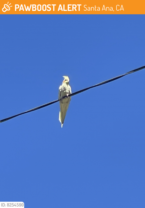 Santa Ana, CA Stray Bird Found Near Spruce St and Willits | PawBoost
