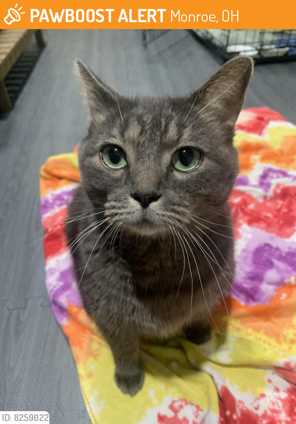 Monroe, OH Stray Female Cat Found Near Monroe Community Park | PawBoost