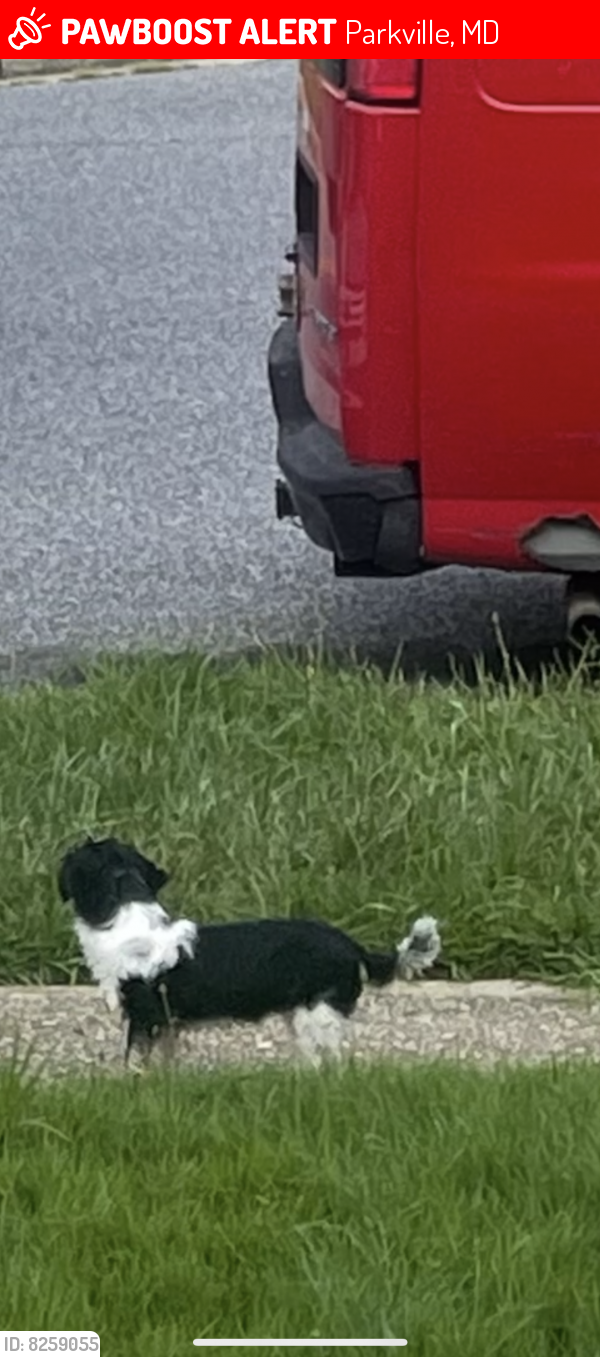 Parkville, MD Lost Female Dog, Princess Is Missing | PawBoost