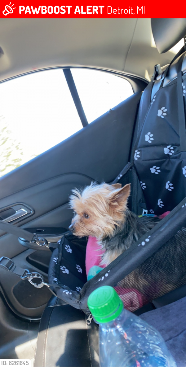 Lost Male Dog in Detroit, MI 48228 Named gucci (ID: 8261645) | PawBoost