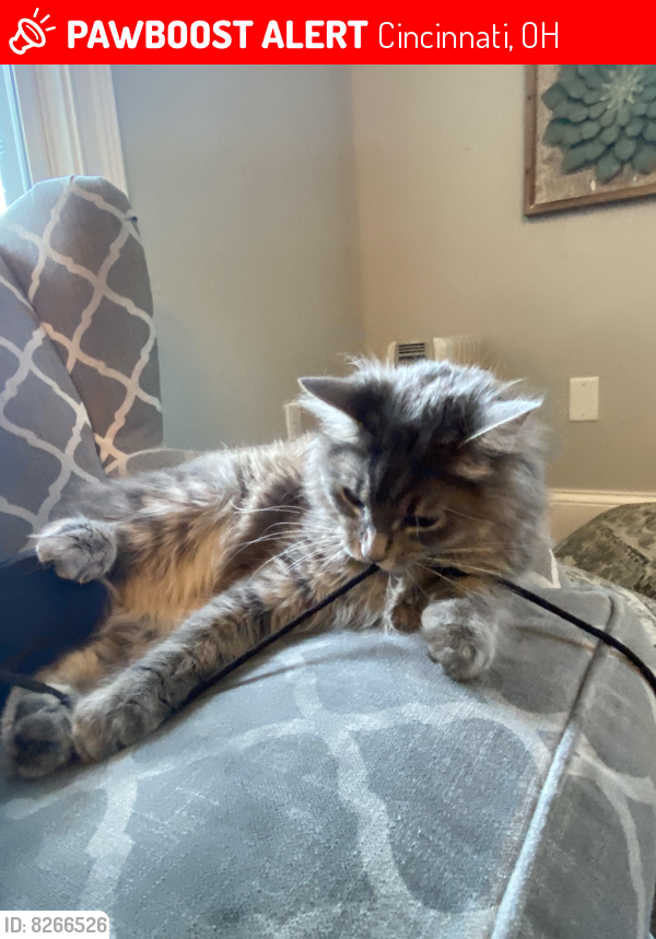 Cincinnati, OH Lost Male Cat, Smoky Is Missing | PawBoost