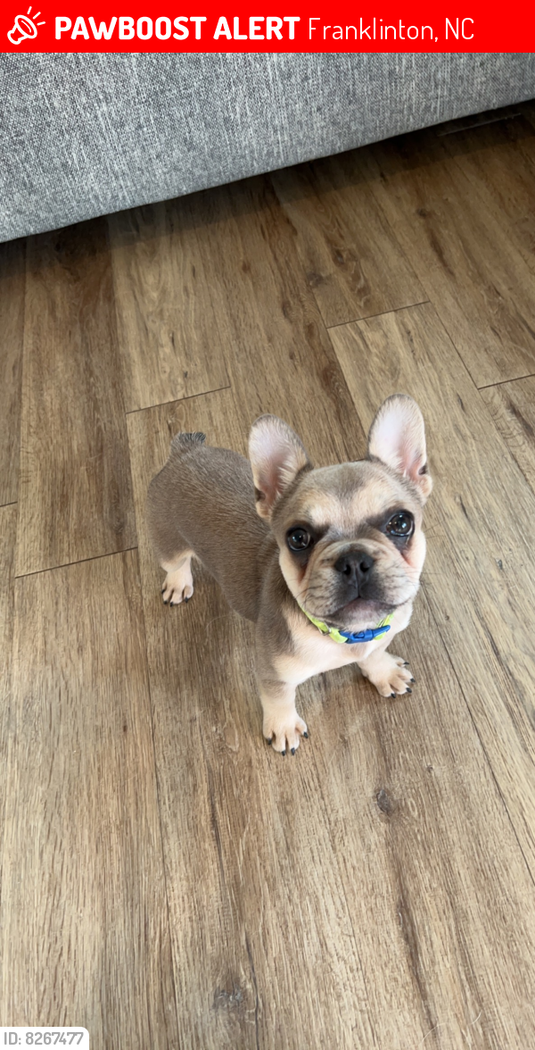 Franklinton, NC Lost Male Dog, Bruno Is Missing | PawBoost
