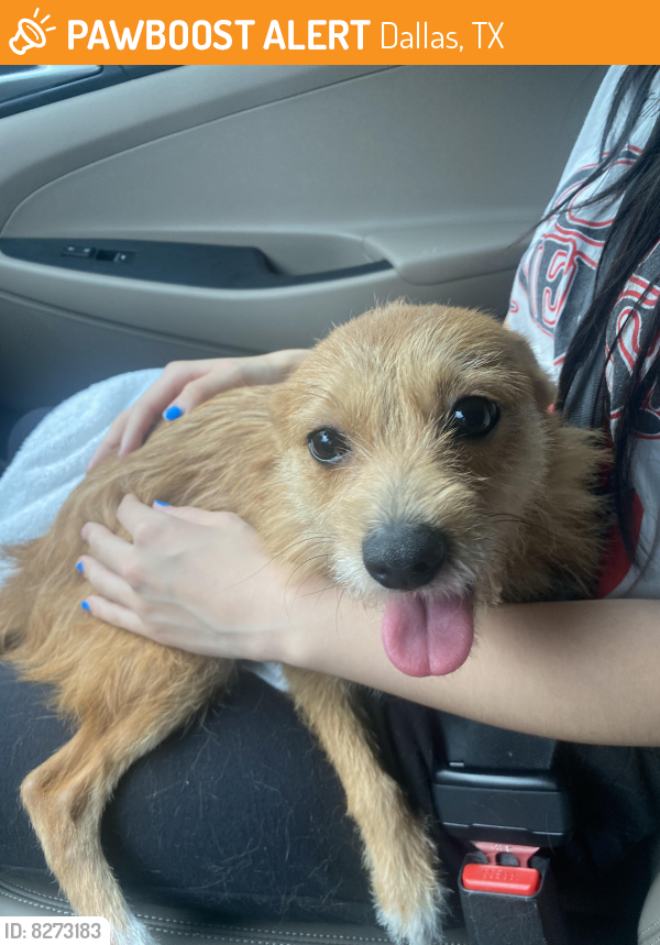Dallas, TX Stray Female Dog Found Near Tom Thumb at Mockingbird and ...
