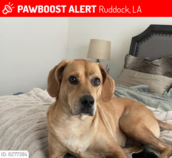 Ruddock, LA Lost Female Dog, Sage Is Missing | PawBoost