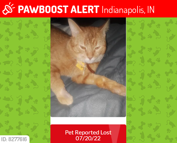 Indianapolis, IN Lost Male Cat, Simba Is Missing | PawBoost