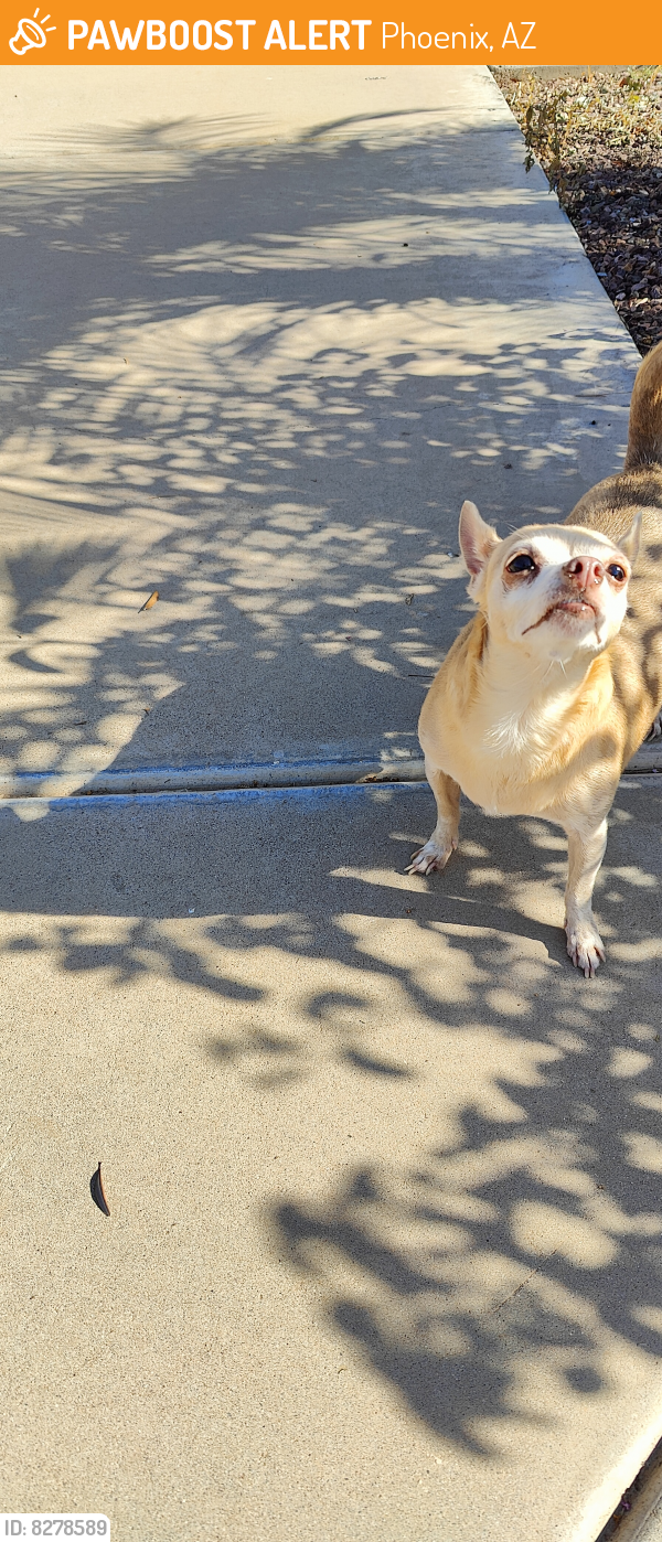 Found/Stray Female Dog in Phoenix, AZ 85048 (ID: 8278589) | PawBoost