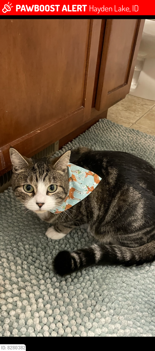 Lost Female Cat in Hayden Lake, ID 83835 Named Pixie (ID: 8280382 ...