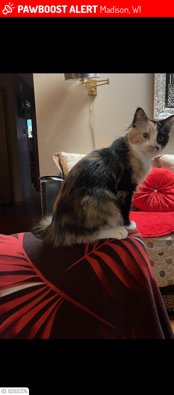 Madison, WI Lost Female Cat, Lulu Is Missing | PawBoost