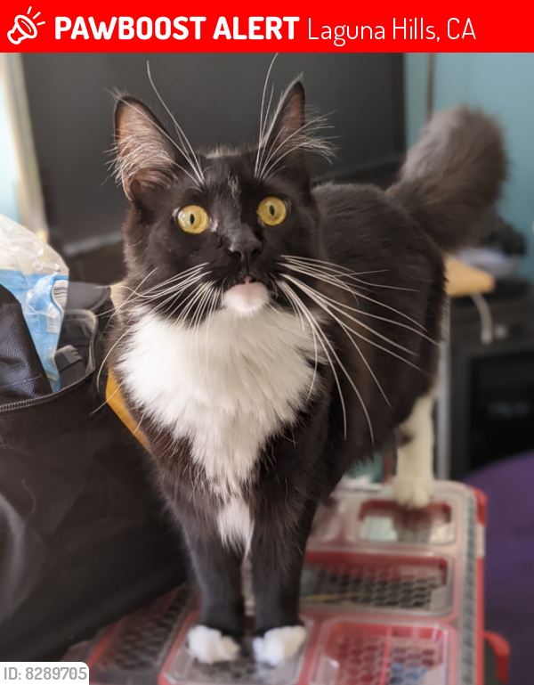 Laguna Hills, CA Lost Female Cat, Willow Is Missing | PawBoost