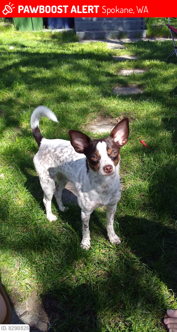 Spokane, WA Lost Female Dog, Ripley Is Missing | PawBoost