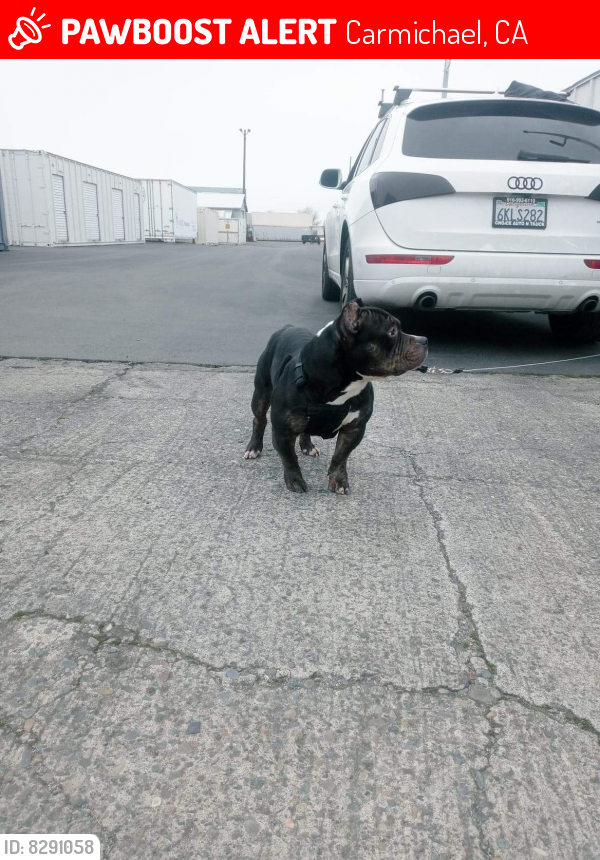Carmichael, CA Lost Male Dog, Lucci Is Missing | PawBoost